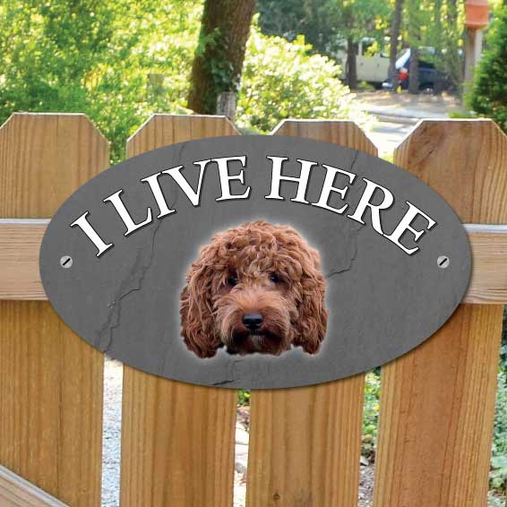 JAF Graphics. Red Cockapoo Dog I Live Here Gate Sign