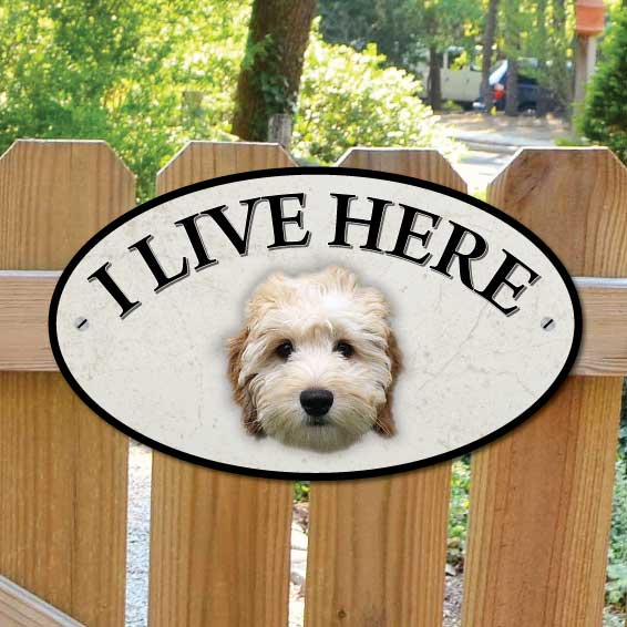 JAF Graphics. White Cockapoo Dog I Live Here Gate Sign
