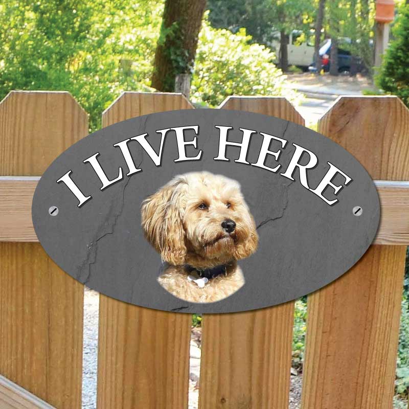 JAF Graphics. Cream Cavapoo Dog I Live Here Gate Sign
